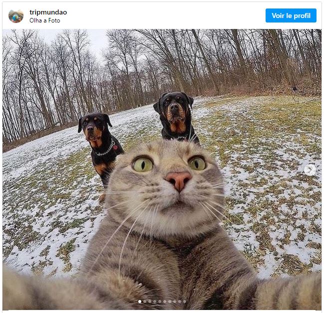 Les 9 photos de chats les plus drôles repérées sur Instagram - Jardiland