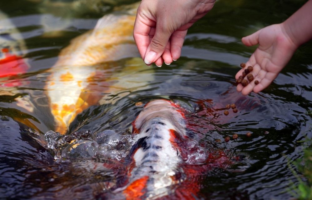 6 bonnes raisons d’adopter des poissons dans son bassin de jardin ...
