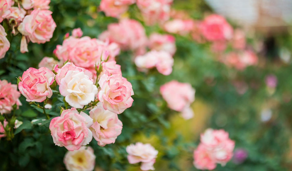 Pourquoi et comment tailler les rosiers en automne ? - Jardiland