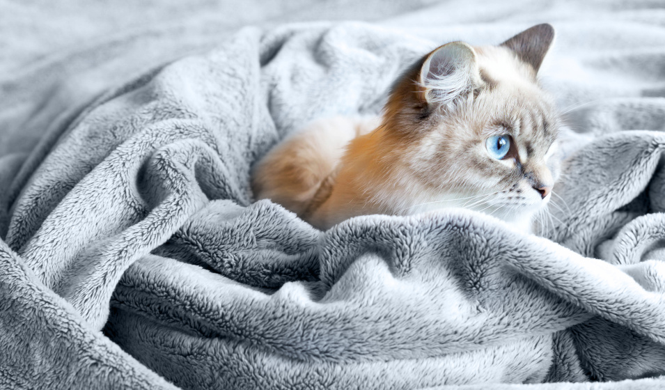 Comment créer un lit pour votre chat avec une couverture - Jardiland