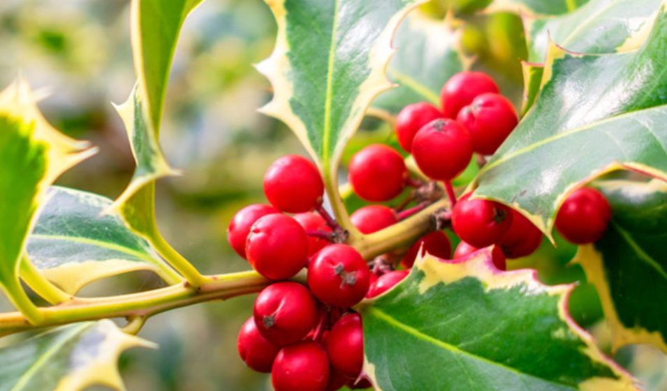 ¿Qué seto debo elegir para mi jardín? - Jardiland