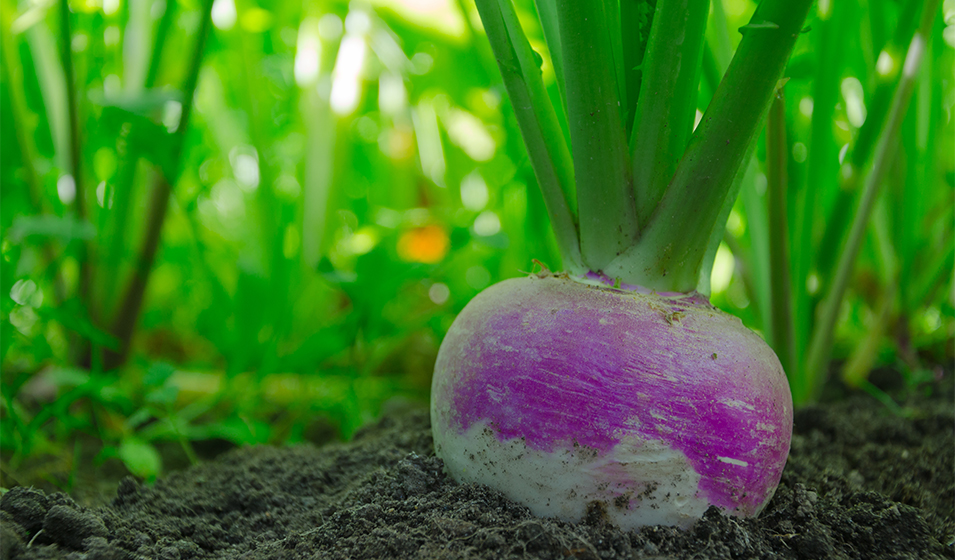 Navet : variétés, semis et culture - Jardiland