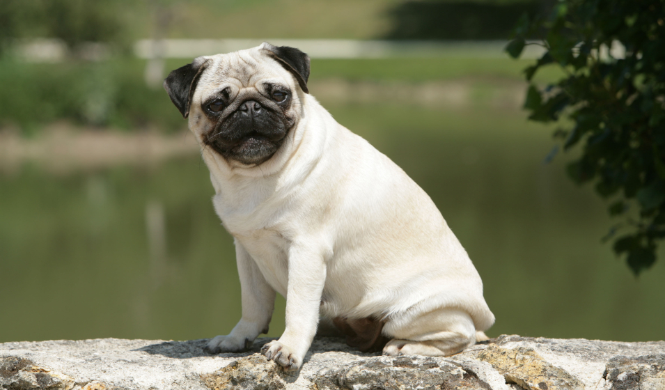 8 races de chiens qui apprécient la vie en appartement - Jardiland