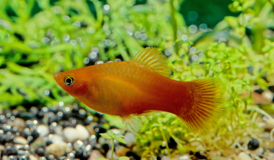 Le Platy : caractéristiques et soin - Jardiland