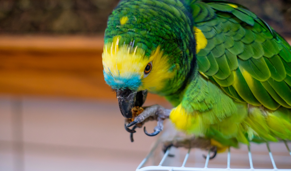 Comment élever un perroquet en appartement ? - Jardiland