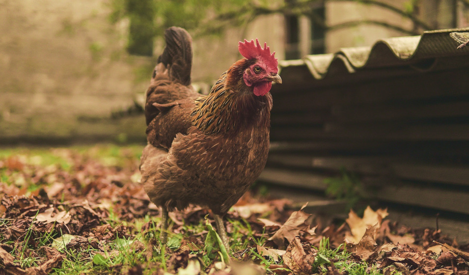 Que mettre au sol dans un poulailler pour éviter la boue ? - Jardiland