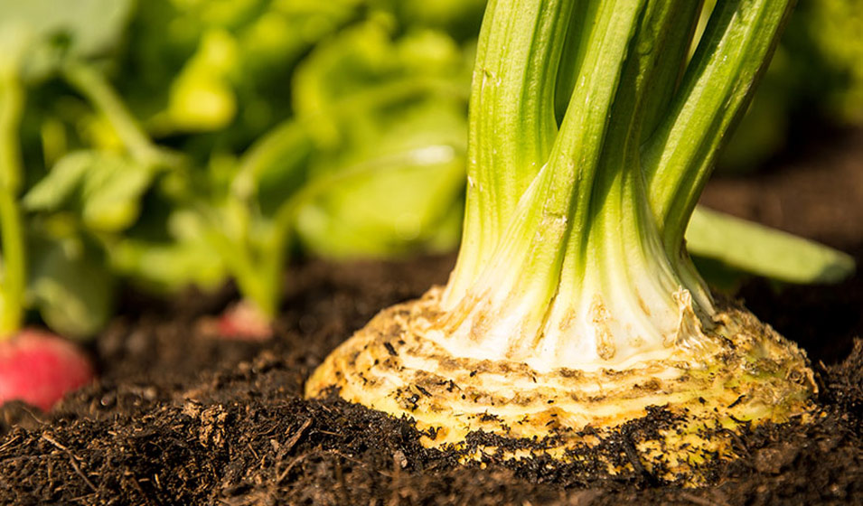 6 légumes verts incontournables du potager - Jardiland