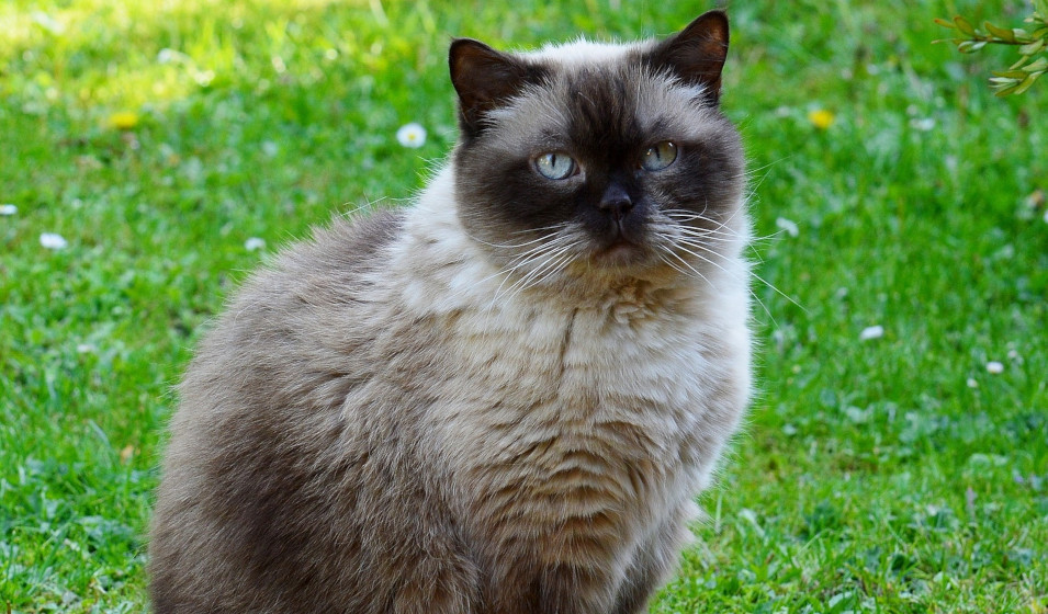 British shorthair : caractère, éducation et entretien - Jardiland