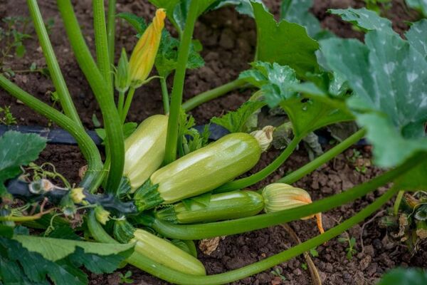 Les 7 meilleures variétés de courgette - Gamm vert