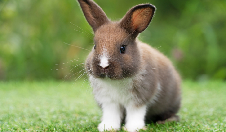 Comment prendre soin des dents de son lapin ? - Jardiland