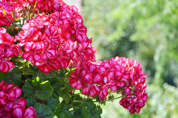 Qu'est-ce qu'une plante annuelle ? - Gamm vert