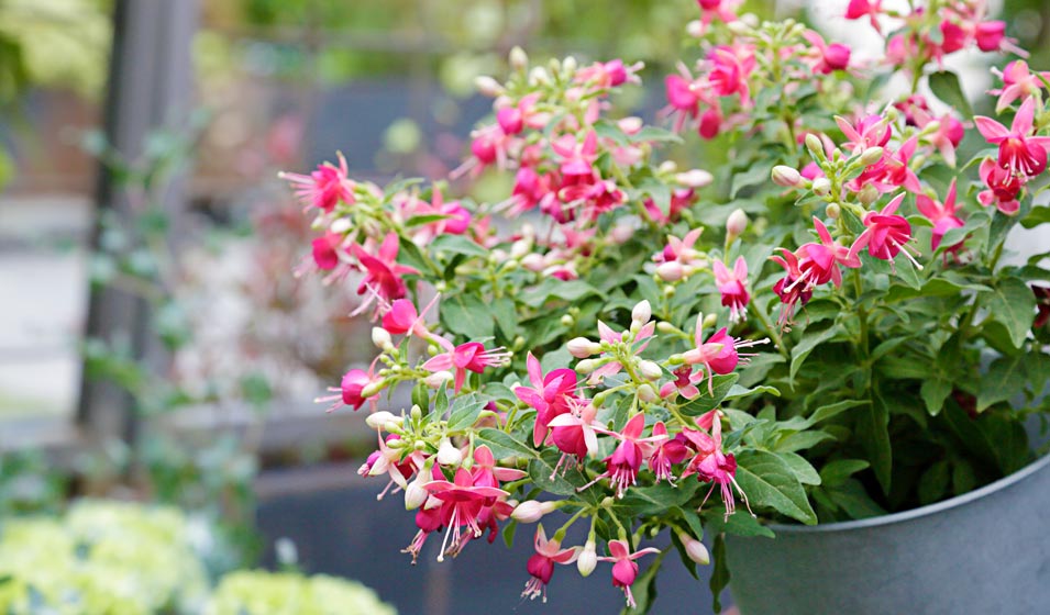Fuchsia : variétés, plantation, entretien - Jardiland