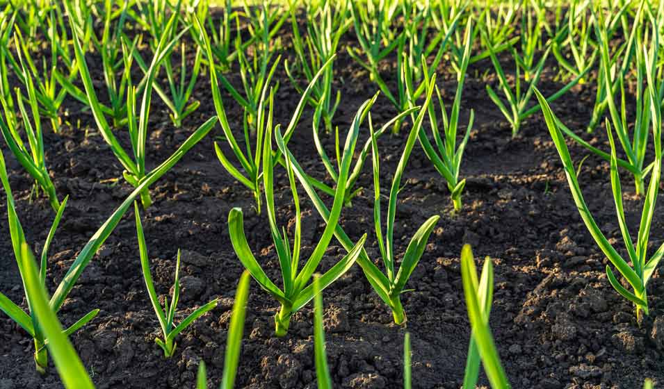 Oignon nouveau : planter, cultiver et récolter - Jardiland