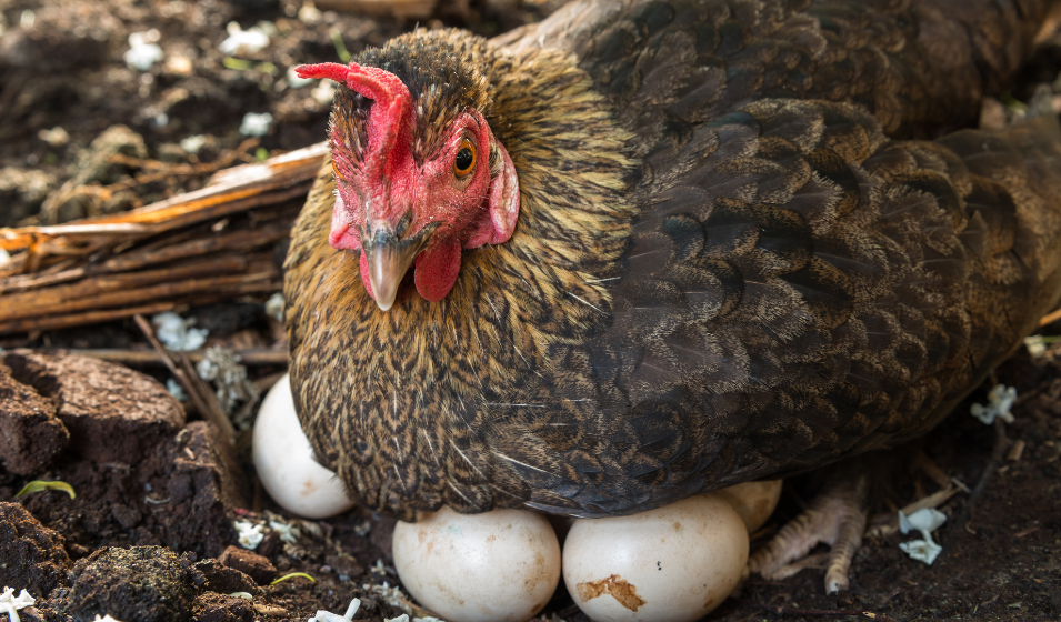 Criando gallinas ponedoras - Jardiland
