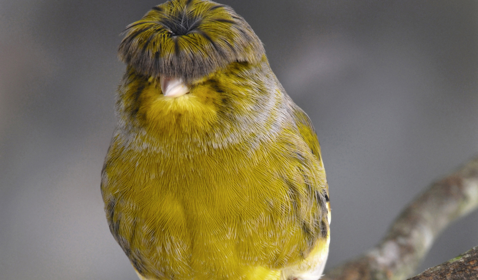 Le canari vert - Jardiland