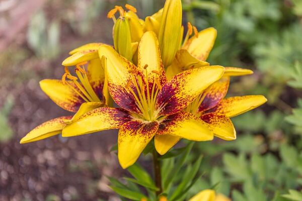 Lis ou Lys : variétés, plantation et entretien - Gamm vert