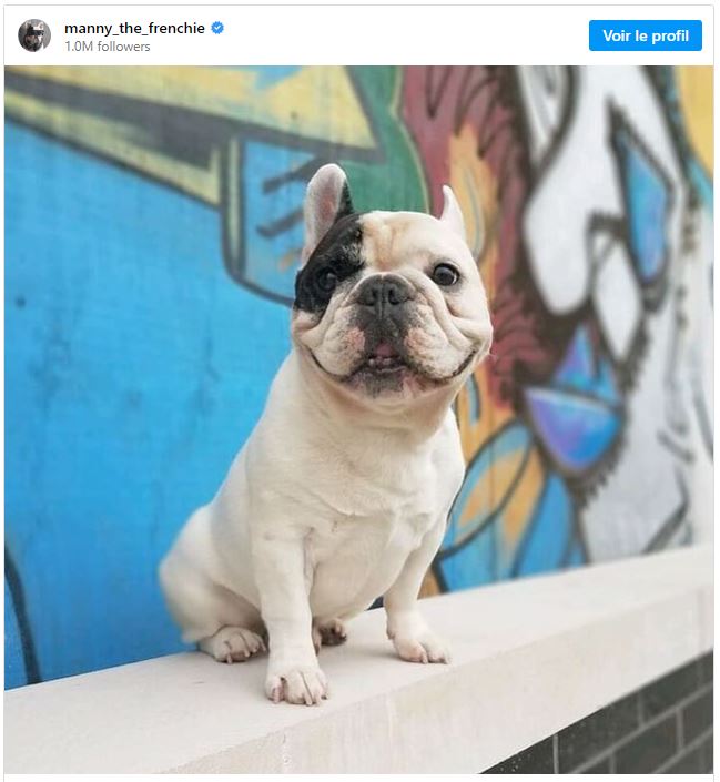 Top 8 des chiens les plus stylés d’Instagram - Jardiland