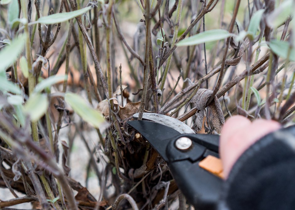Quand et comment tailler la sauge arbustive ? - Gamm vert