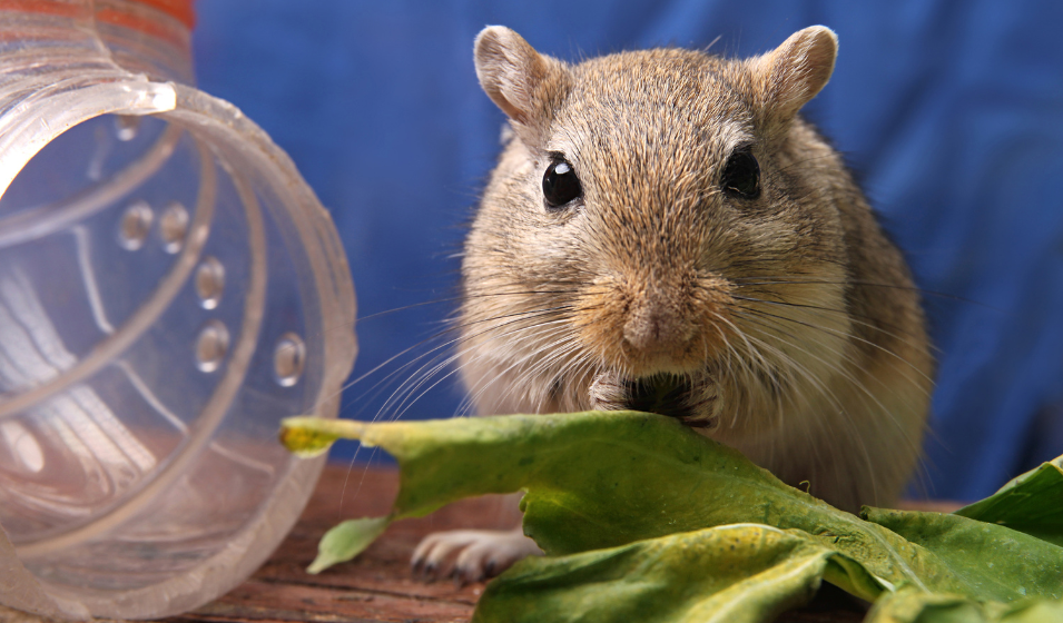 Adopta un jerbo - Jardiland