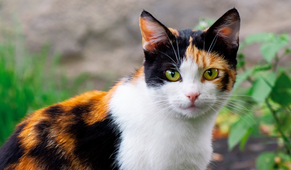 Comment reconnaître et éliminer les parasites du chat ? - Jardiland