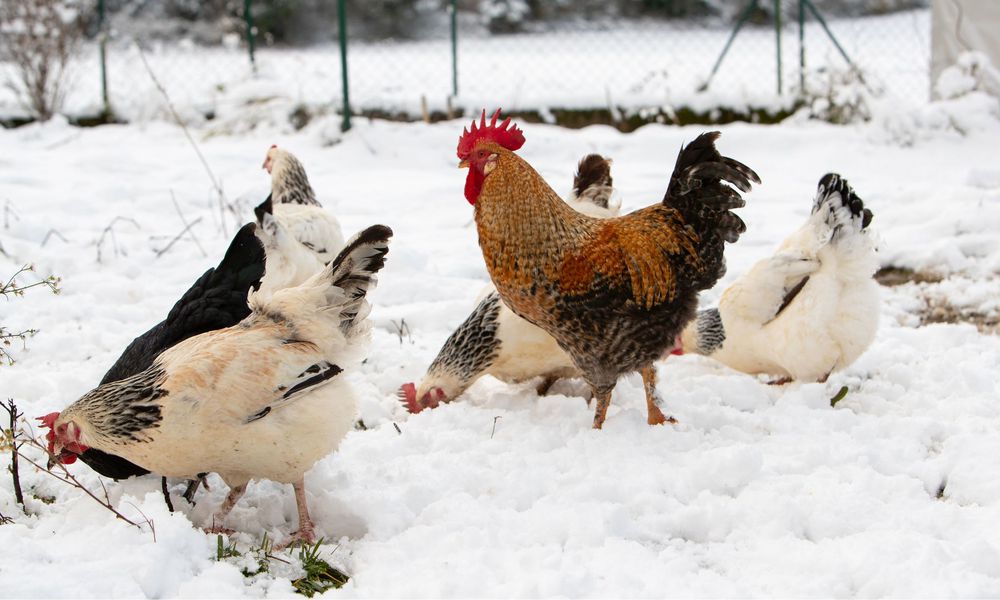 Un chauffage pour vos poules en hiver ? - Gamm vert