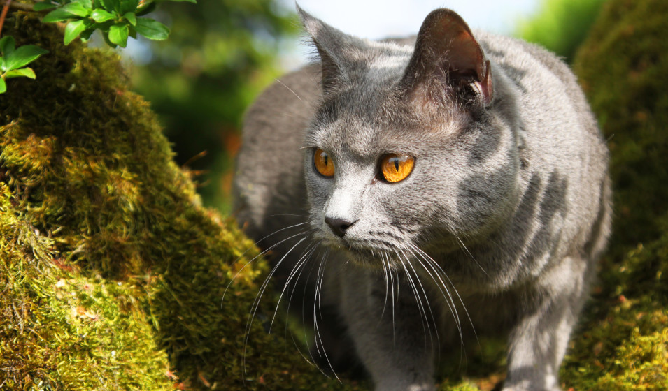 Chartreux : santé, alimentation et caractère - Jardiland