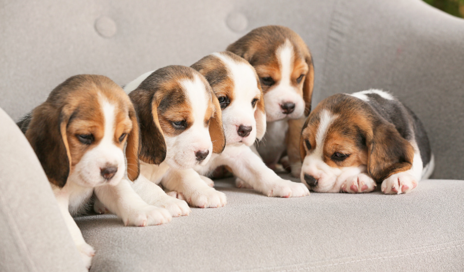 Comment calmer un chiot qui pleure la nuit ? - Jardiland