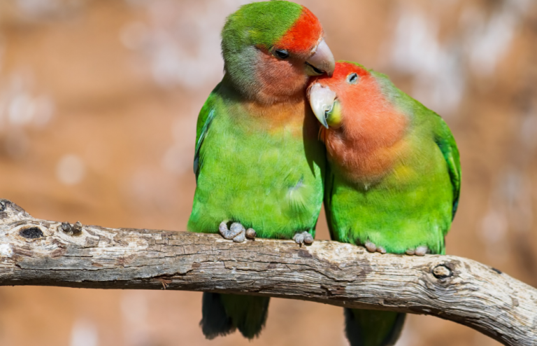 Deux Animaux Mis Ensemble Sexualité Des Animaux : La Hyène