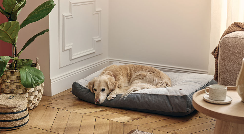 Comment nettoyer un panier pour chien ? - Jardiland