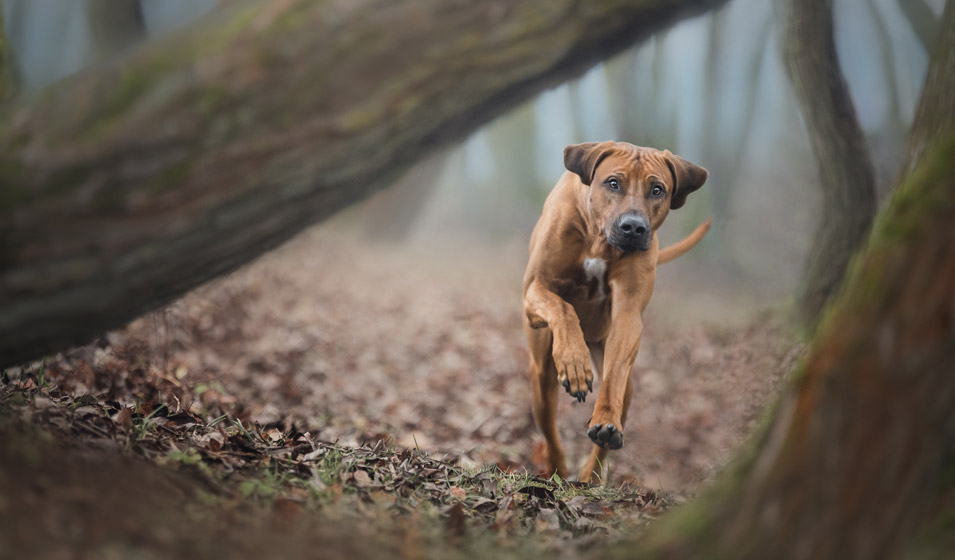 10 races de chiens qui aiment la course à pied - Jardiland