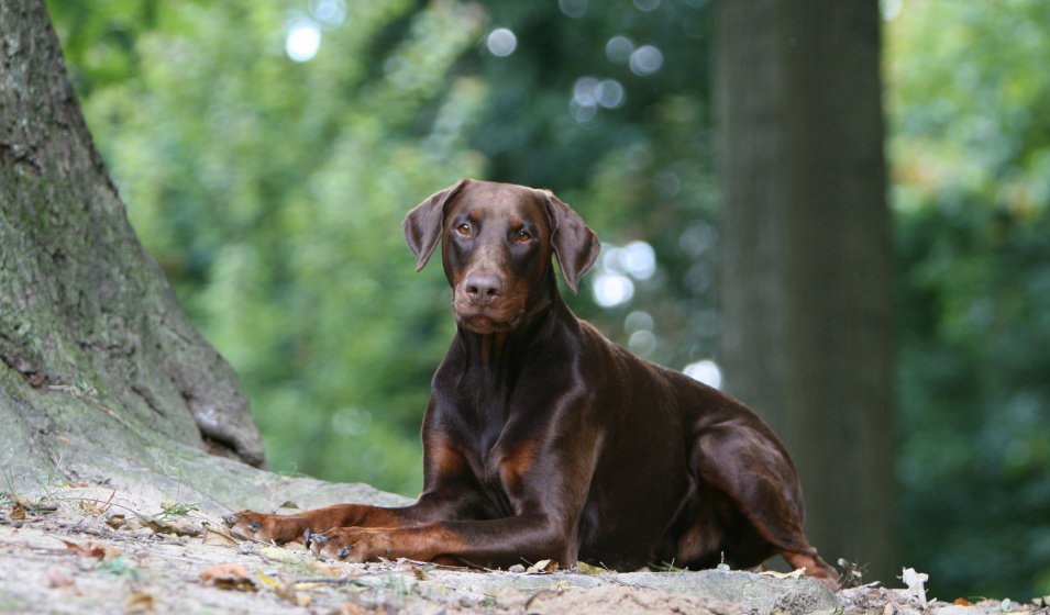 Dobermann : caractère, éducation et santé - Jardiland