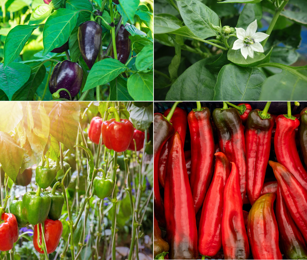 Plants De Poivrons