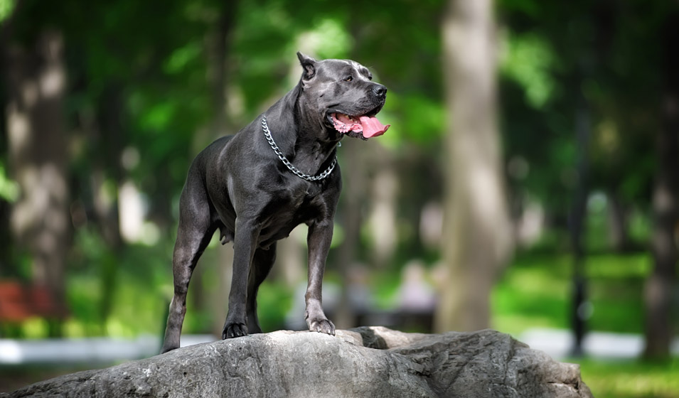 Le Cane Corso : un caractère loyal et un cœur tendre et protecteur ...
