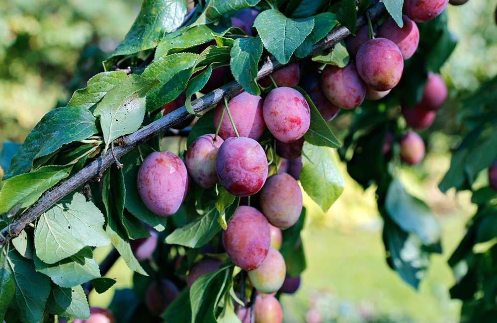 Variétés, recettes, vertus : tout savoir sur les prunes - Jardiland