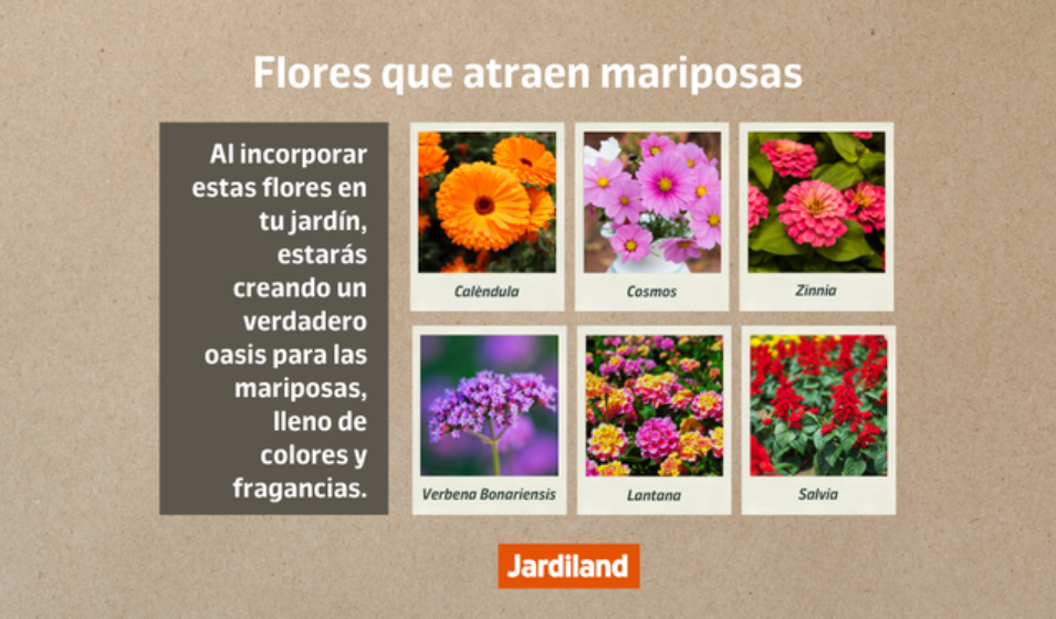 ¿Qué plantas atraen mariposas a tu jardín? - Jardiland