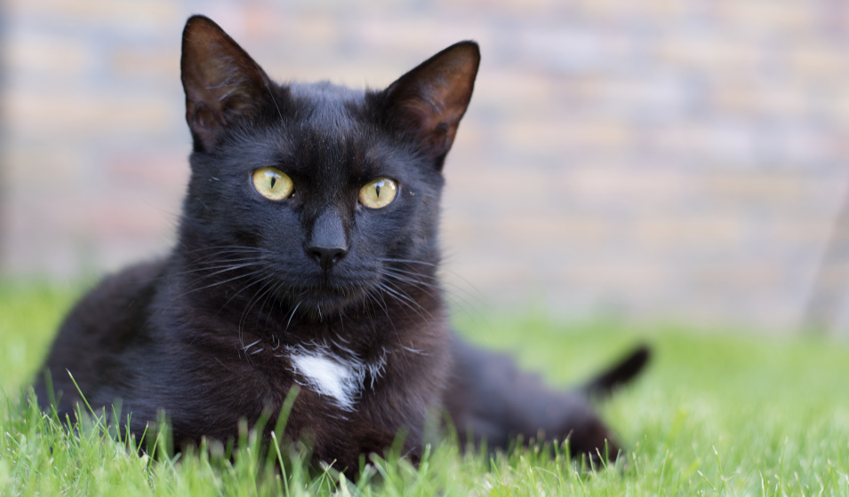 142 idées de noms de chats en B pour 2026 - Jardiland