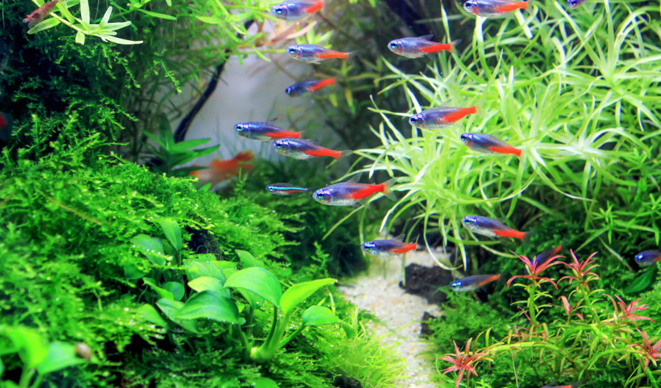 Le néon bleu : caractéristiques et soin - Jardiland