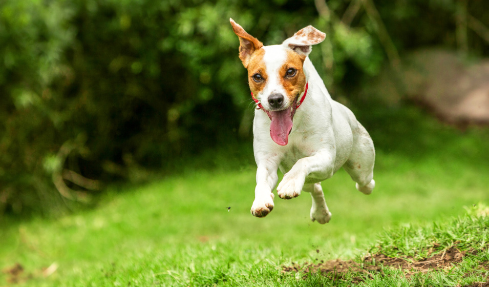 Jack Russell : caractère, alimentation et éducation - Jardiland