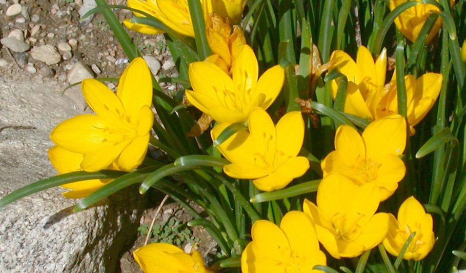 Plantas vivaces de primavera - Jardiland