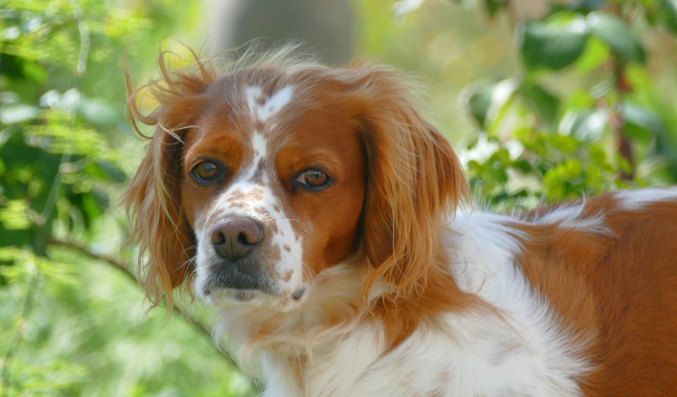 Épagneul breton : caractère, santé et alimentation - Jardiland