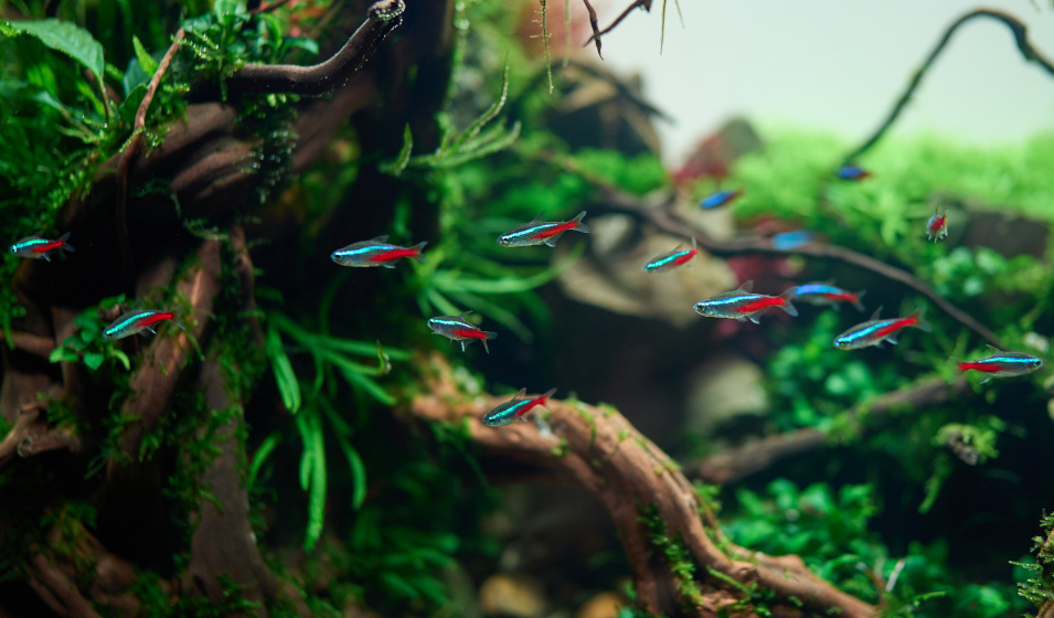 Le néon bleu : caractéristiques et soin - Jardiland