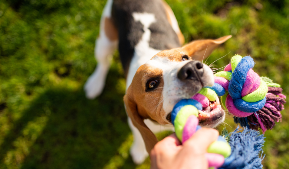 5 juegos para divertirte con tu perro dentro de casa - Jardiland