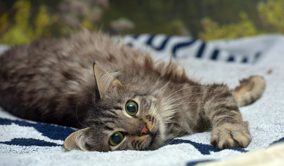 Le chat angora : une boule de poil au caractère affirmé - Jardiland