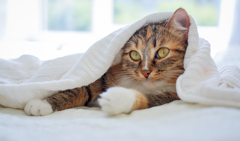 Comment créer un lit pour votre chat avec une couverture - Jardiland