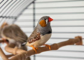 ¿Cómo cuidar un pinzón cebra? - Jardiland