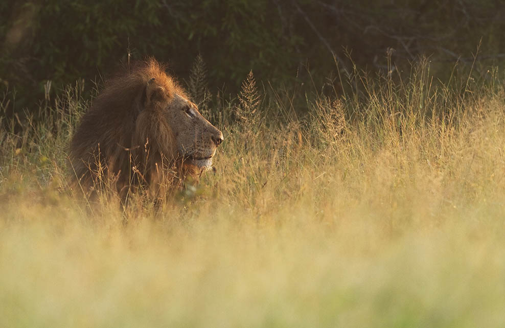 10 des animaux les plus rapides de la planète - Jardiland