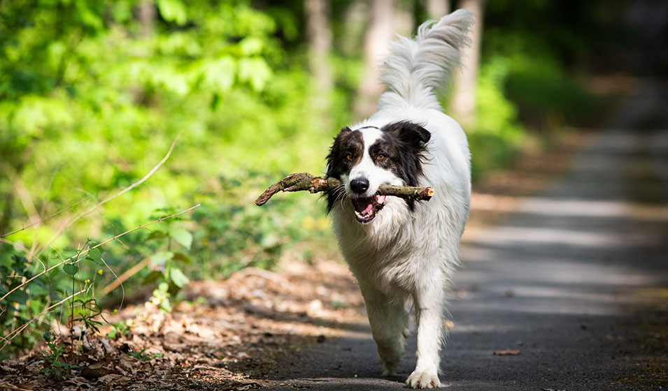 Comment prendre soin des dents du chien ? - Jardiland