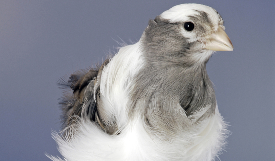 Le canari fiorino - Jardiland