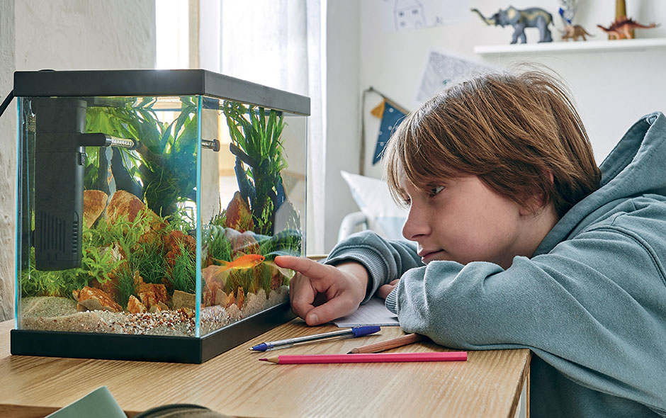 Quels poissons choisir pour un aquarium d'eau froide ? - Gamm vert