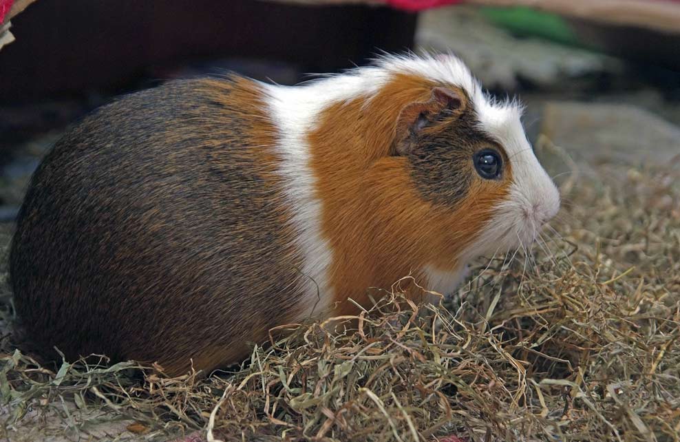 7 races méconnues de rongeurs - Jardiland